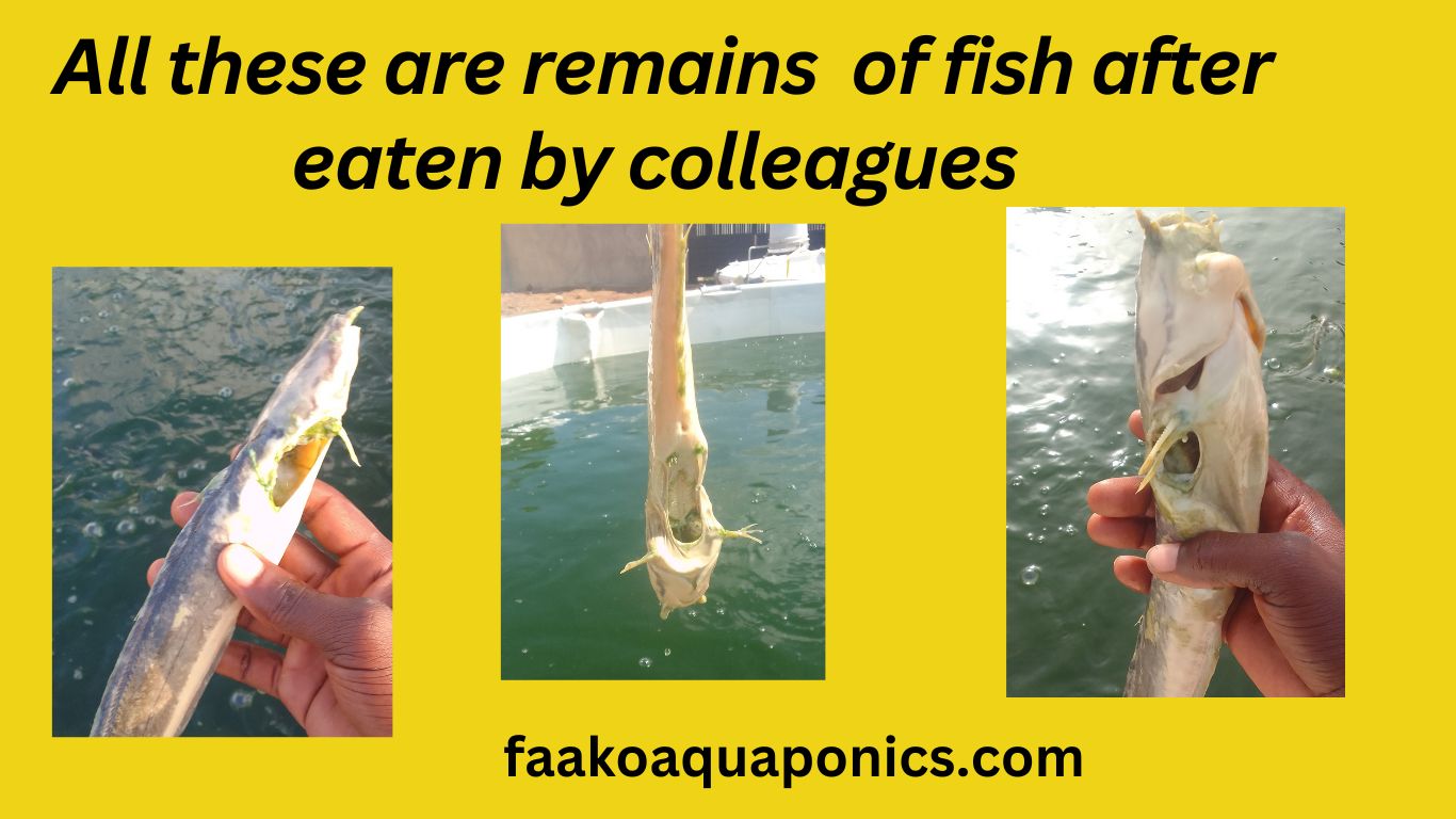 Cannibalism in Fish Farming