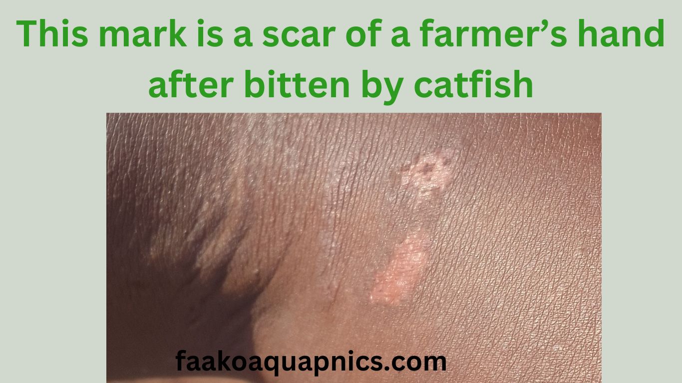 Cannibalism in Fish Farming