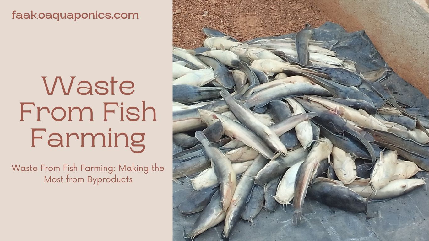 Waste From Fish Farming: Making the Most from Byproducts
