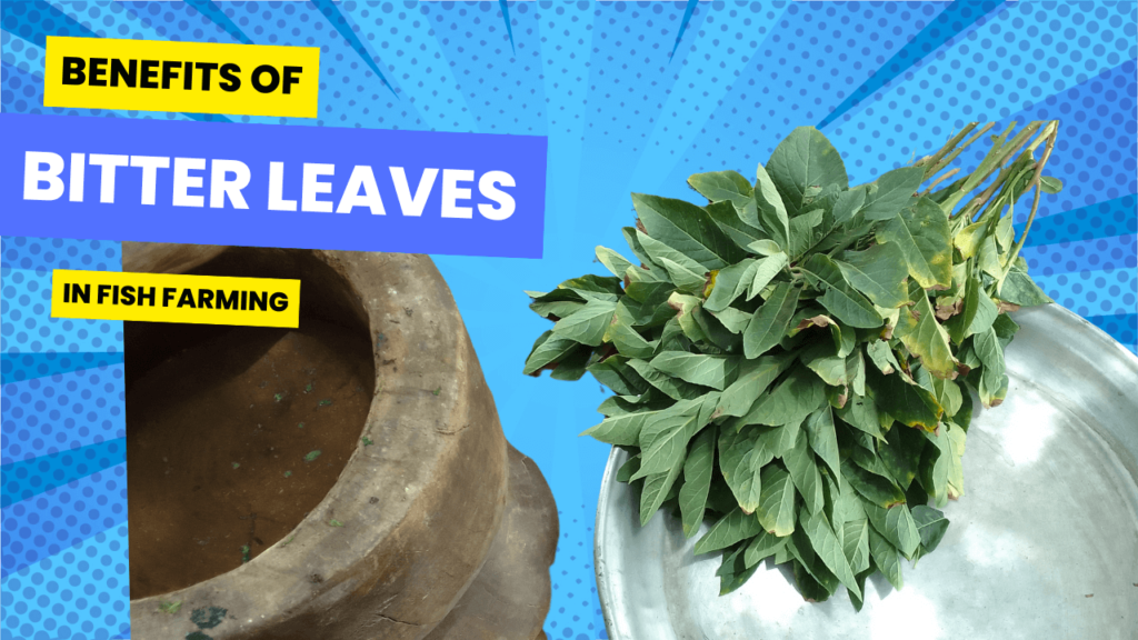The 9 Benefits of Bitter Leaves and How To Apply in Fish Farm